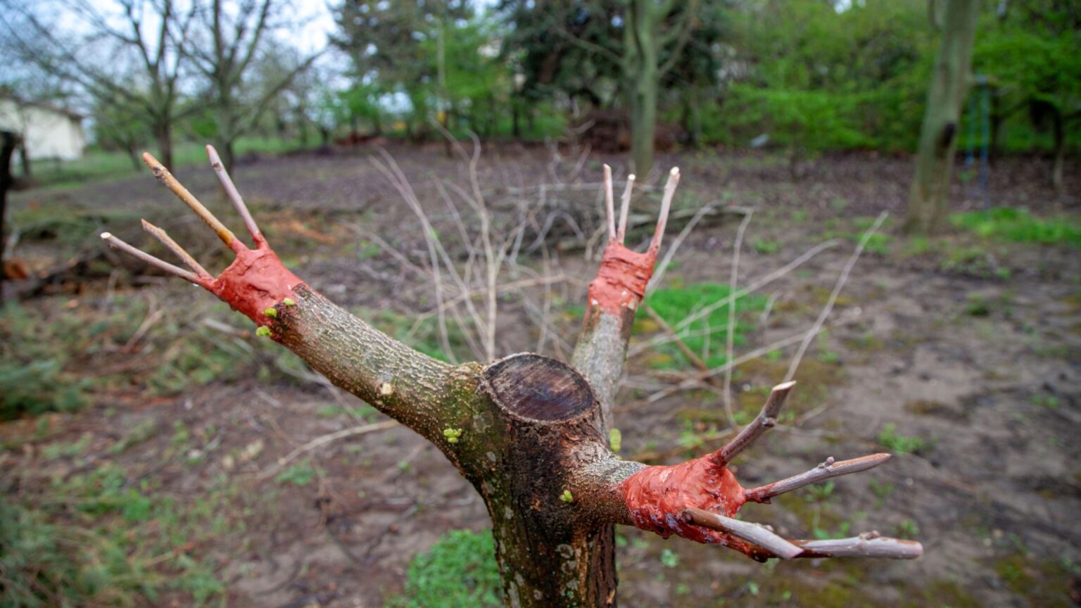 Guía Completa para Injertar Árboles Frutales | Blog Falcón