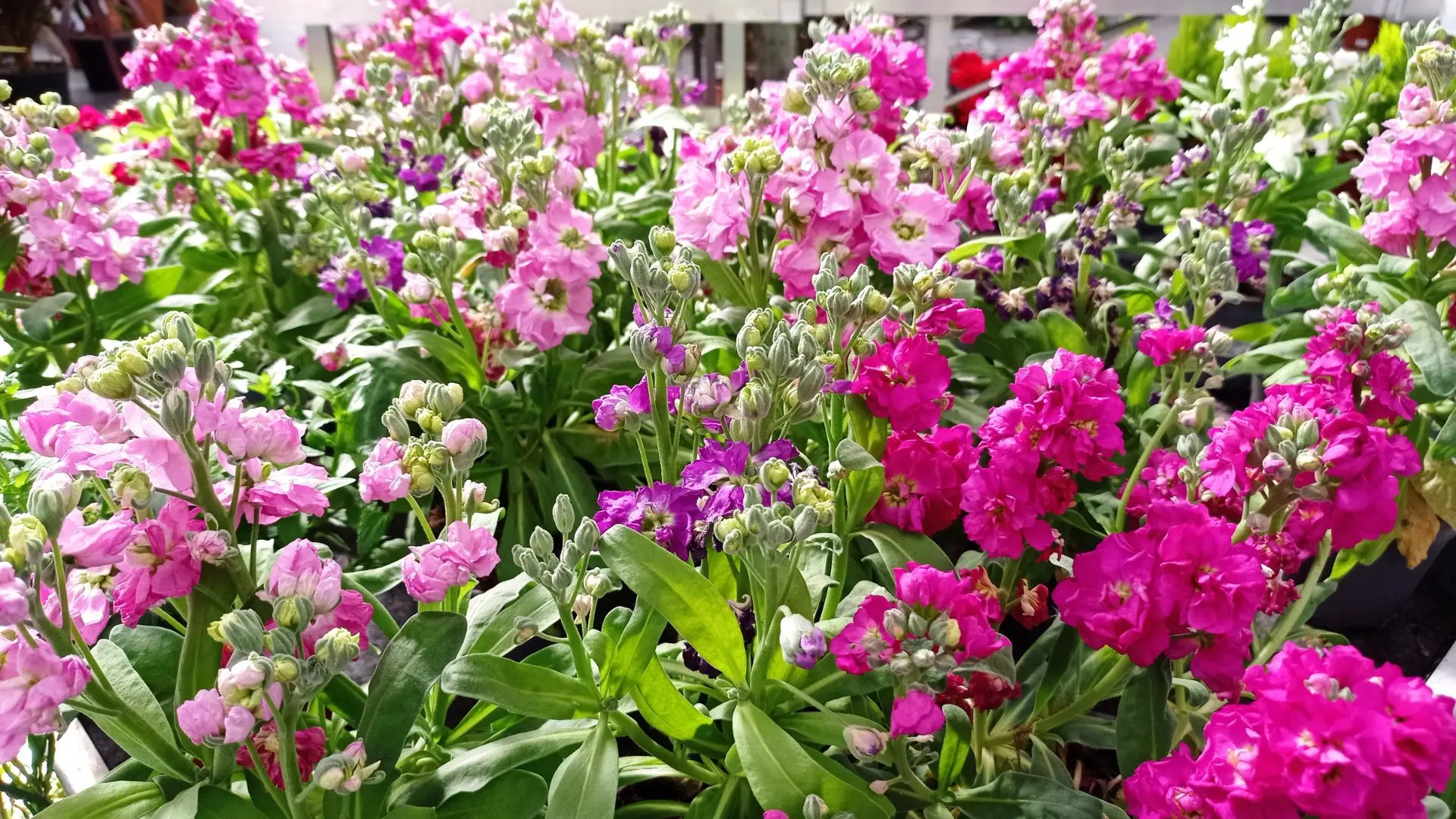 Alhelí - Ficha de Planta | Falcón Agroalimentaria