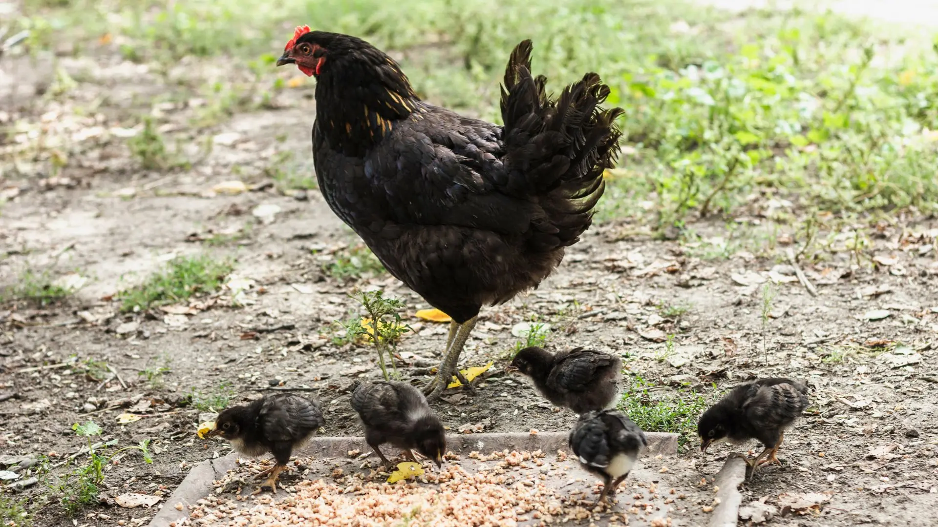Gallinas Ponedoras Para Principiantes