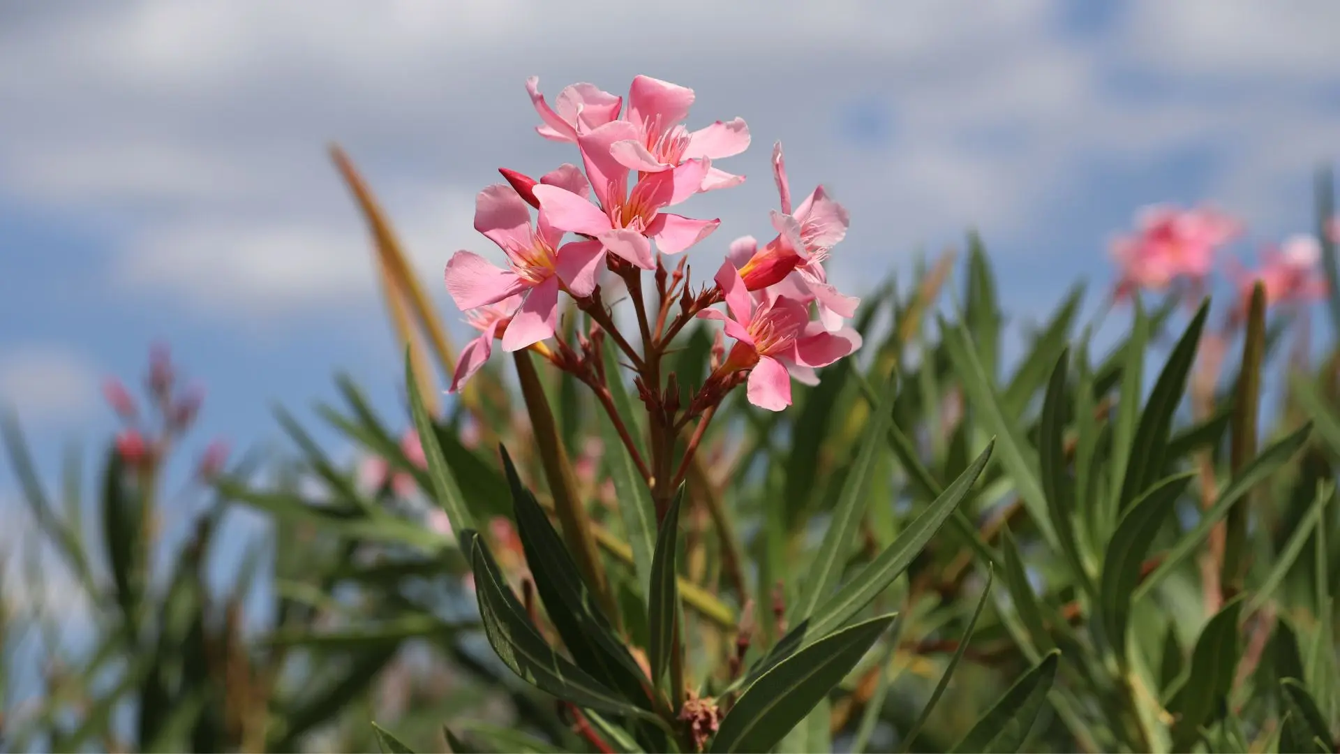 Adelfa - Ficha de Planta | Falcón Agroalimentaria